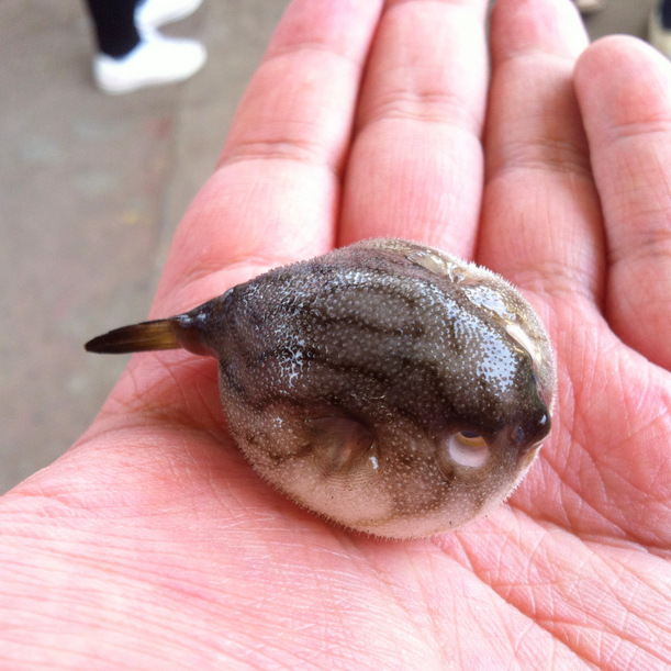 Cadiz City’s first Buriring (Puffer fish) Festival! – The Bacolod Food ...