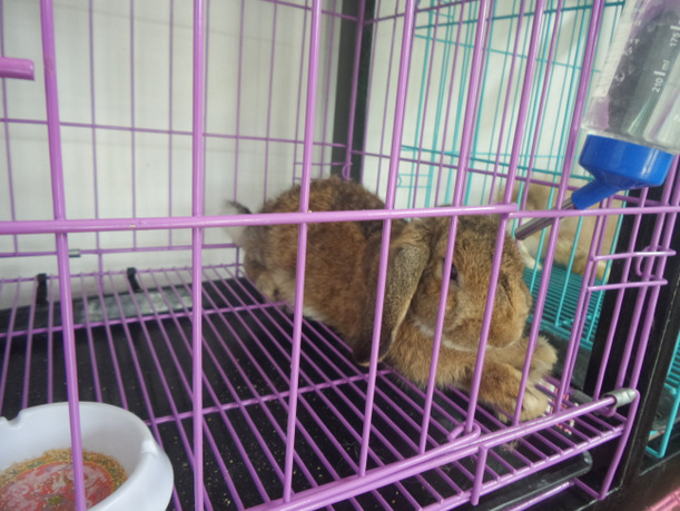 MM’s Bunny Café: The Philippines’ first Rabbit themed cafe. – The ...