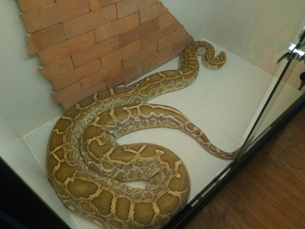 Cafe Reptilya: Reptile petting cafe in Bacolod – The Bacolod Food Hunters