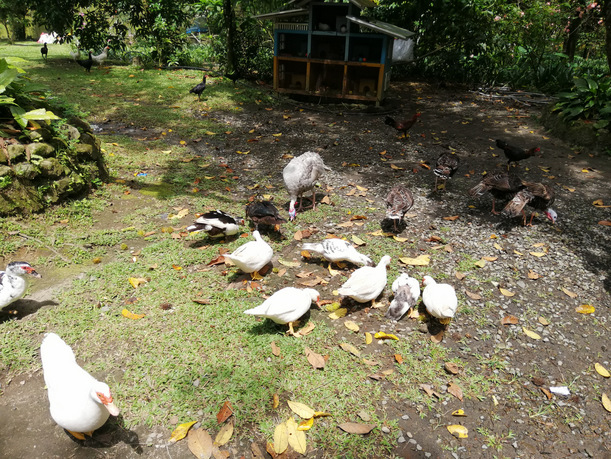 Relax and enjoy nature at Guerrero Farm and Nature Park – The Bacolod ...