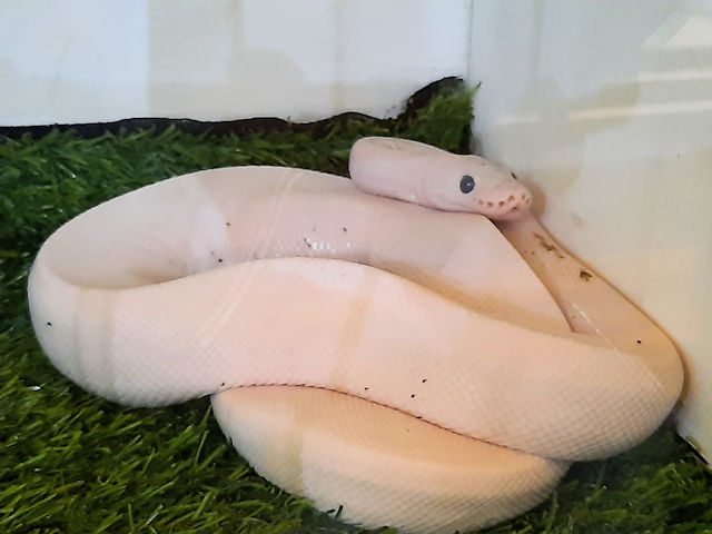 Gubat Café: Get up close with Bacolod’s First Reptile Cafe. – The ...